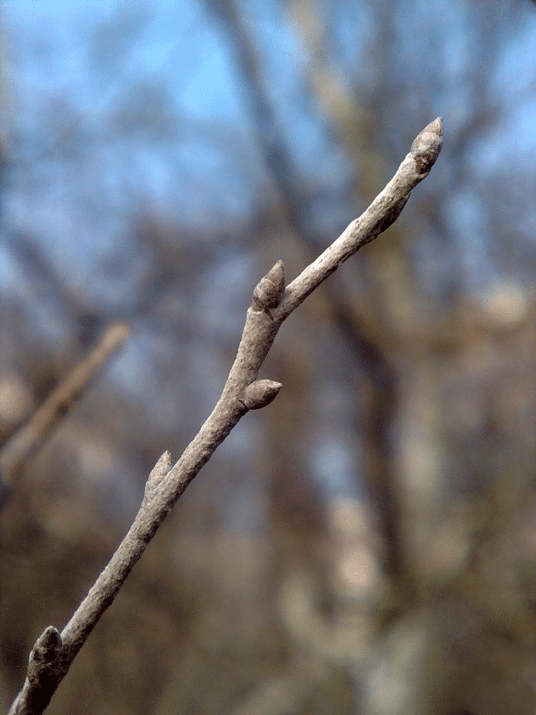 Pain as the Ultimate Protector: Insights into Pelvic Health | PHRC