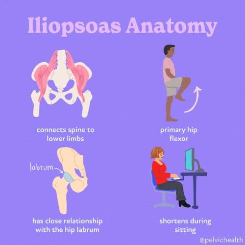 Iliopsoas Dysfunction: Anatomy, Symptoms and Treatments
