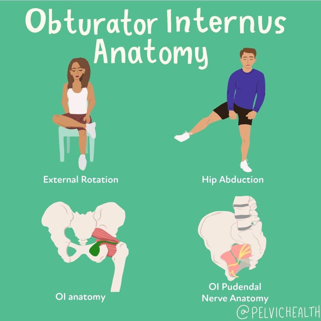 Obturator Internus: Anatomy, Dysfunction and Symptoms