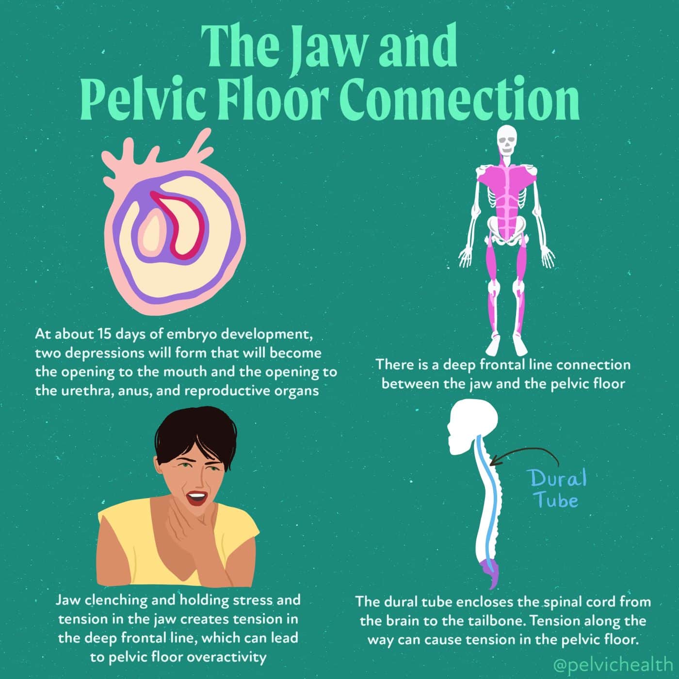 The Jaw and Foot: Connections to the Pelvic Floor