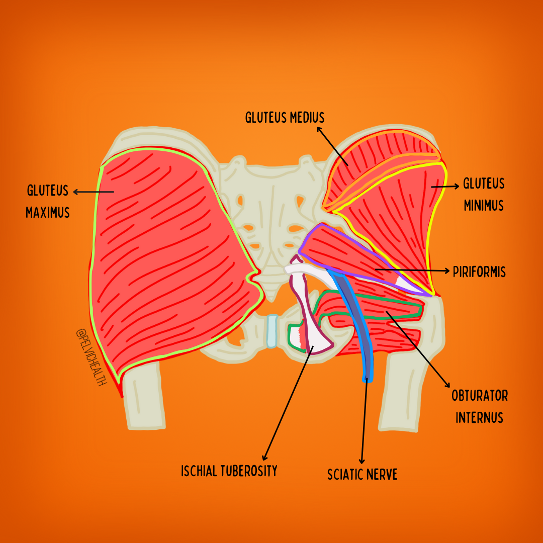 Obturator Internus: A Treatable But Often Overlooked Little Beast